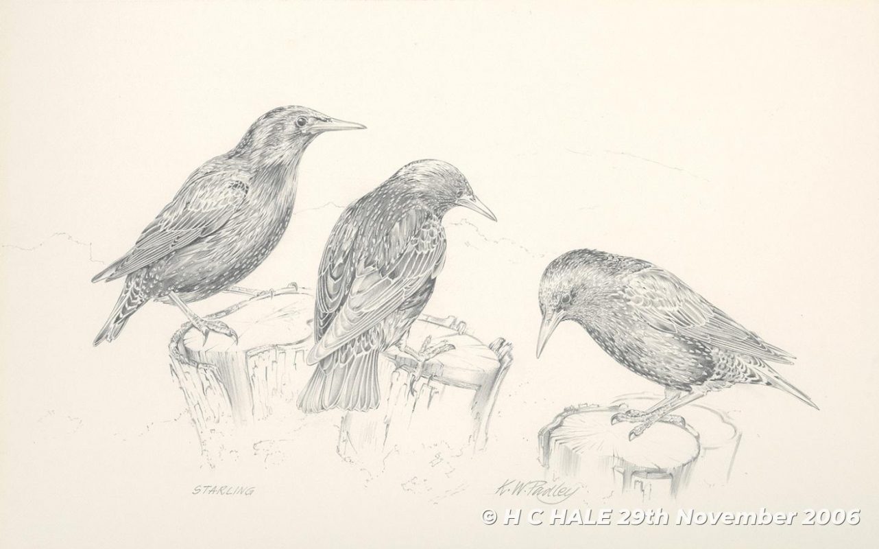 Starling - Pencil study - Kenneth Padley Art