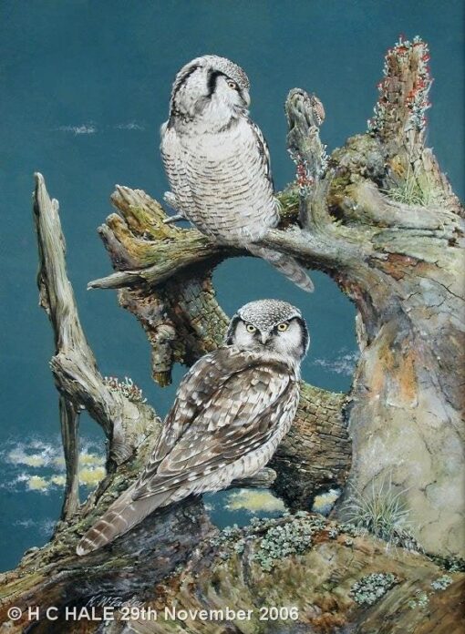 Northern Hawk Owls - Kenneth Padley Art